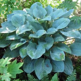 BLUE HAWAII HOSTA
