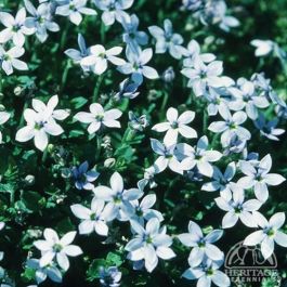 BLUE STAR CREEPER