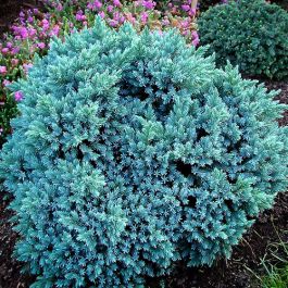 blue star juniper