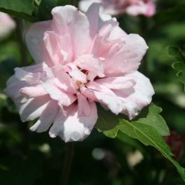 BLUSHING BRIDE ROSE OF SHARON