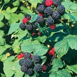 BRISTOL BLACK RASPBERRY