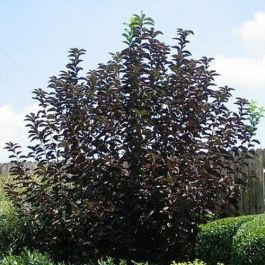 chokecherry shrub