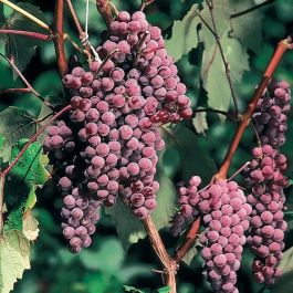 CANADICE SEEDLESS GRAPE