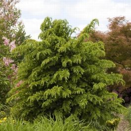 CAPITATA JAPANESE UPRIGHT YEW