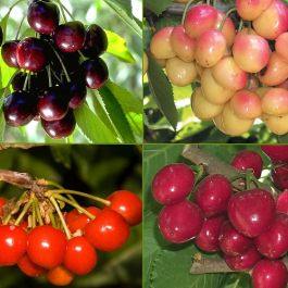 CHERRY COMBINATION DWARF