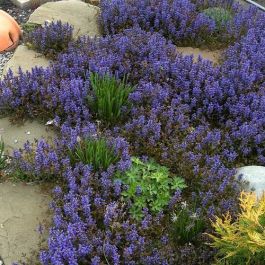 CHOCOLATE CHIP AJUGA