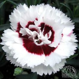 COCONUT SURPRISE DIANTHUS