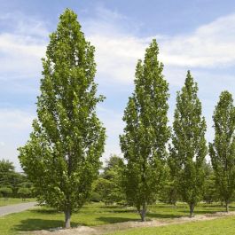 COLUMNAR TULIP TREE