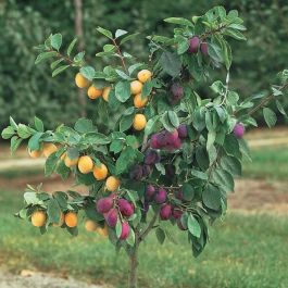 COMBINATION SEMI-DWARF PLUM