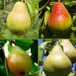 COMBO DOMESTIC SEMI-DWARF PEAR