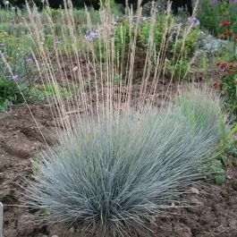 COMMON BLUE FESCUE GRASS
