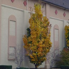 COMPACT COLUMNAR NORWAY MAPLE
