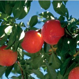 COMPASS CHERRY PLUM