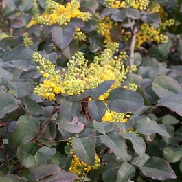 CREEPING OREGON GRAPE HOLLY