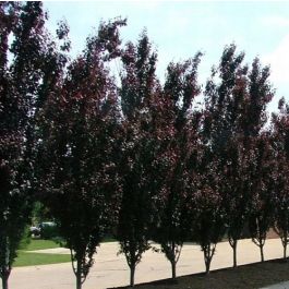 CRIMSON POINTE FLOWERING PLUM