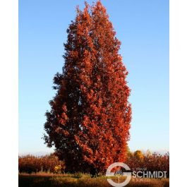 CRIMSON SPIRE COLUMNAR OAK