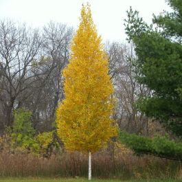DAKOTA PINNACLE BIRCH