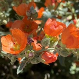 DESERT MALLOW