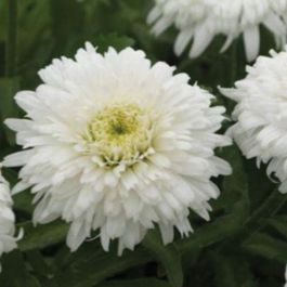 DOUBLE DARLING SHASTA DAISY