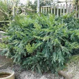 DWARF ENGLISH SPREADING YEW