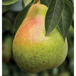 EARLY GOLD PEAR