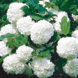 EASTERN SNOWBALL BUSH VIBURNUM