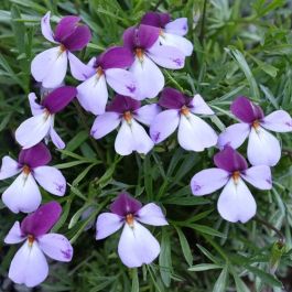 ECO ARTIST PALETTE VIOLET