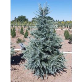 ELECTRIC BLUE HIMALAYAN CEDAR