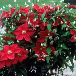 ERNEST MARKHAM CLEMATIS