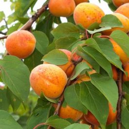 CHINESE MORMON SEMI-DWARF APRICOT