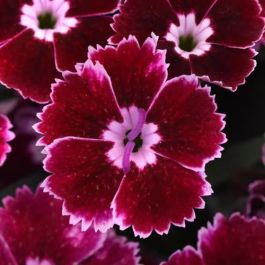 EVERLAST RUBY EDGE DIANTHUS