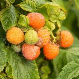 FALL GOLD YELLOW RASPBERRY