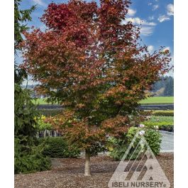 FIRST FLAME ORIENTAL MAPLE