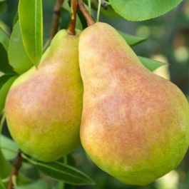 FLEMISH BEAUTY SEMI-DWARF PEAR