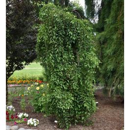 FRAGRANT FNTN JAPANESE SNOWBELL