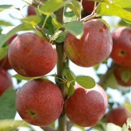 EMPIRE SEMI-DWARF APPLE