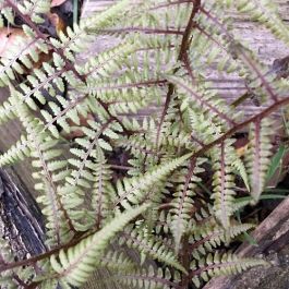 GHOST LADY FERN