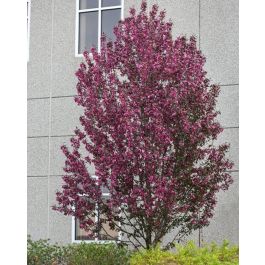 GLADIATOR FLOWERING CRABAPPLE