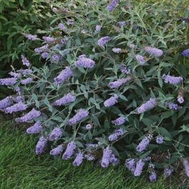 GLASS SLIPPER BUTTERFLY BUSH
