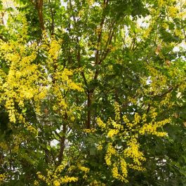 GOLDEN CANDLE GOLDEN RAIN TREE