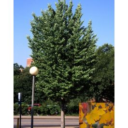 GOLDEN COLONNADE GINKGO