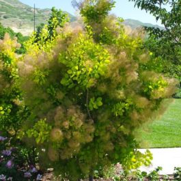 GOLDEN SPIRIT SMOKE BUSH / TREE