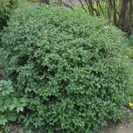 GREEN MOUND ALPINE CURRANT