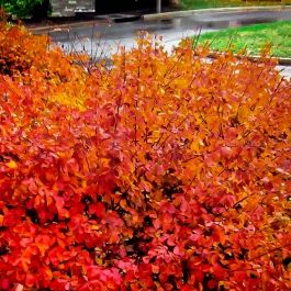 GRO LOW FRAGRANT SUMAC