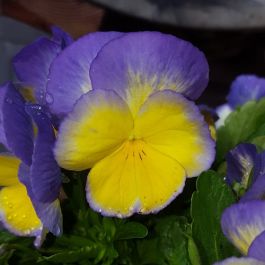 HALO LEMON FROST TUFTED VIOLET