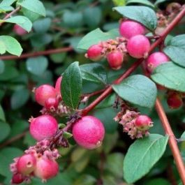 HANCOCK CORALBERRY