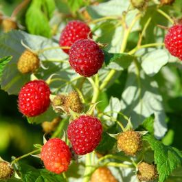 HERITAGE RED RASPBERRY