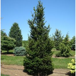 HILLSIDE UPRIGHT NORWAY SPRUCE