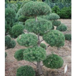 HINDU PAN POM POM SCOTCH PINE