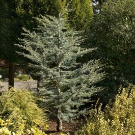 HORSTMANN BLUE ATLAS CEDAR